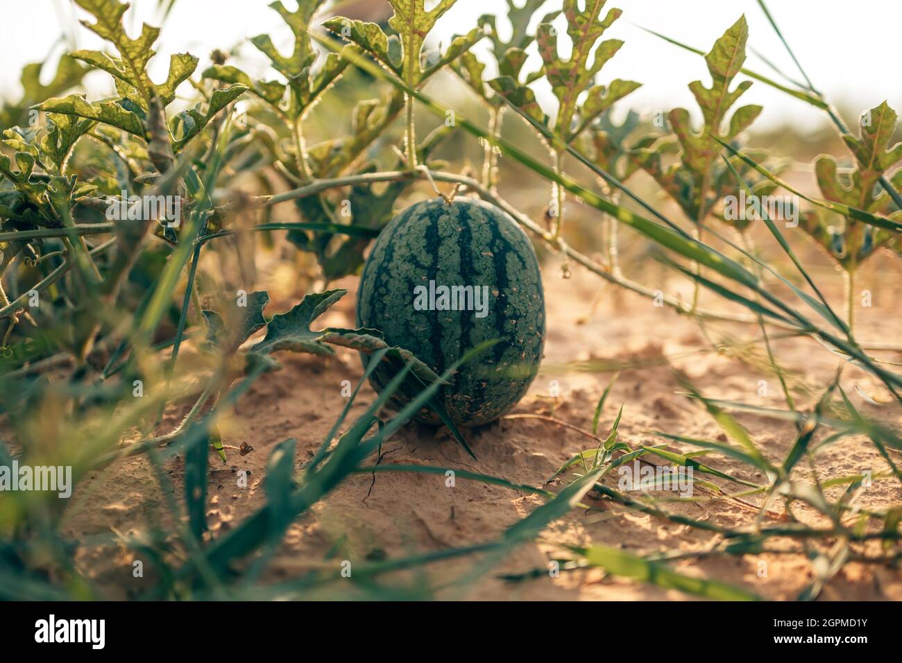 watermelon growth up in farm field. Harvesting watermelons concept ...