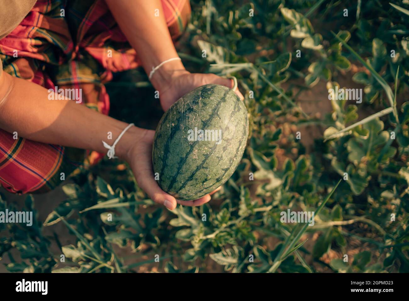 A farmer throws up a grown watermelon in farm field. Harvesting ...