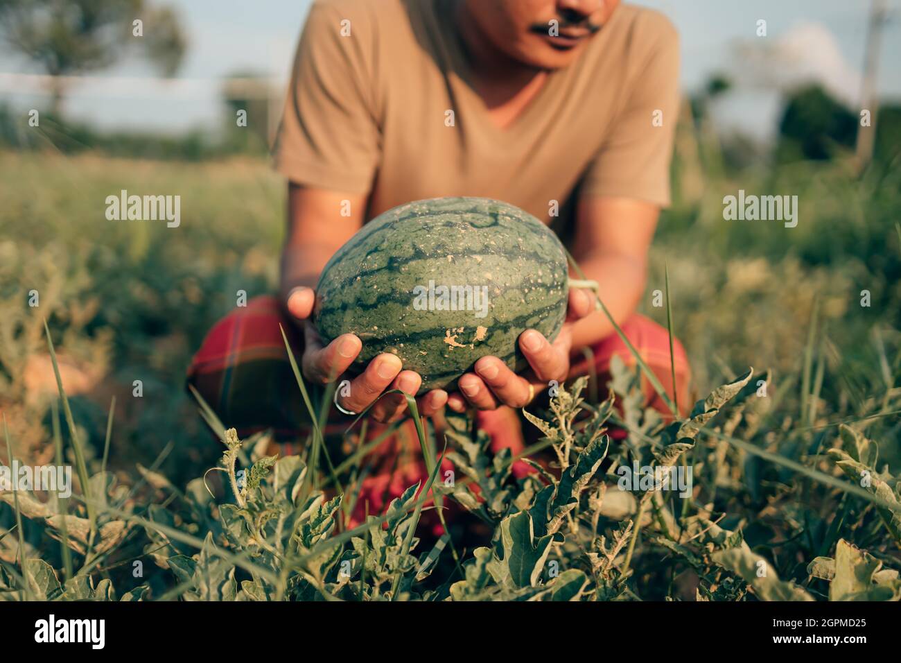 A farmer throws up a grown watermelon in farm field. Harvesting ...