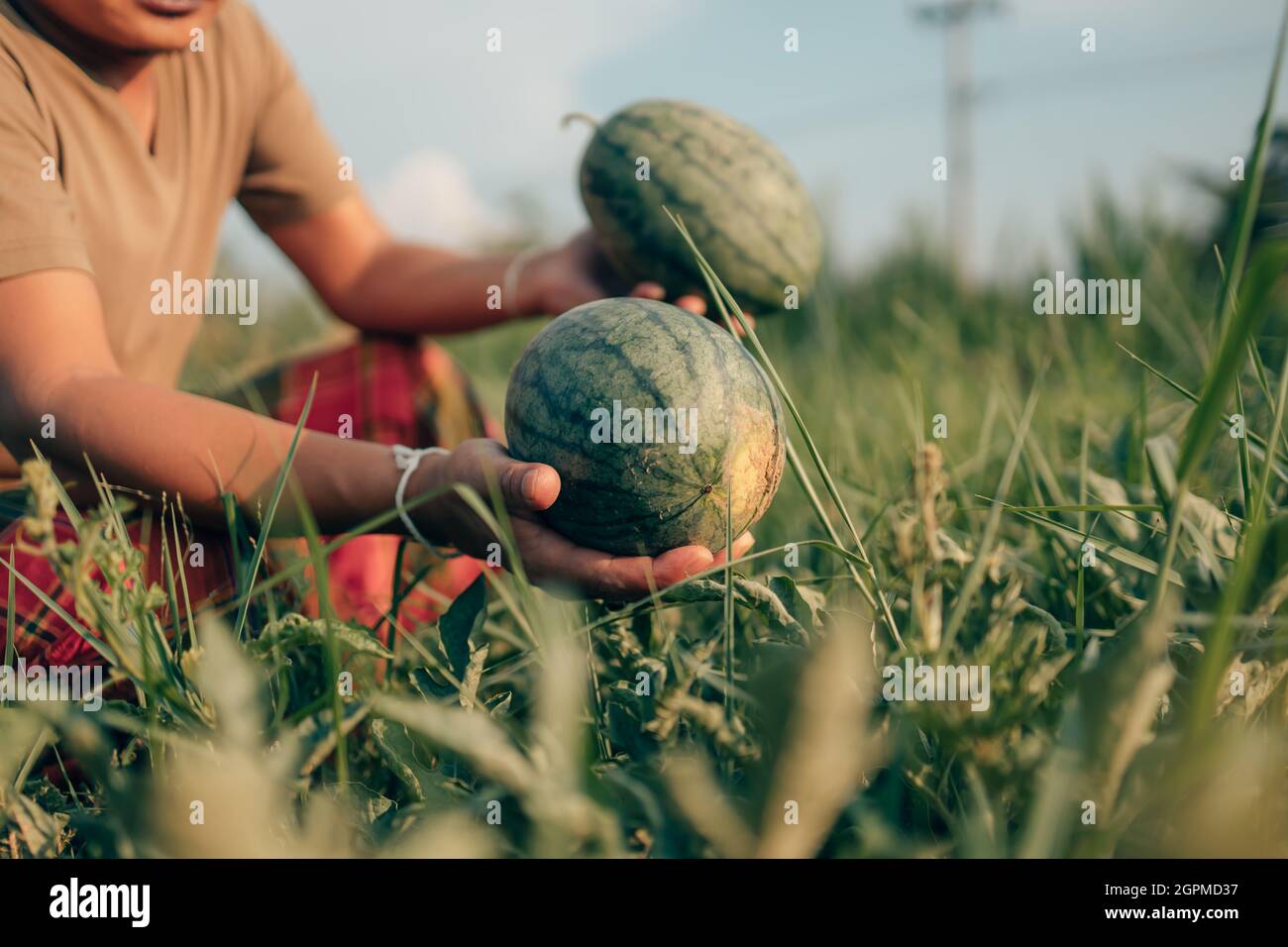 A farmer throws up a grown watermelon in farm field. Harvesting ...