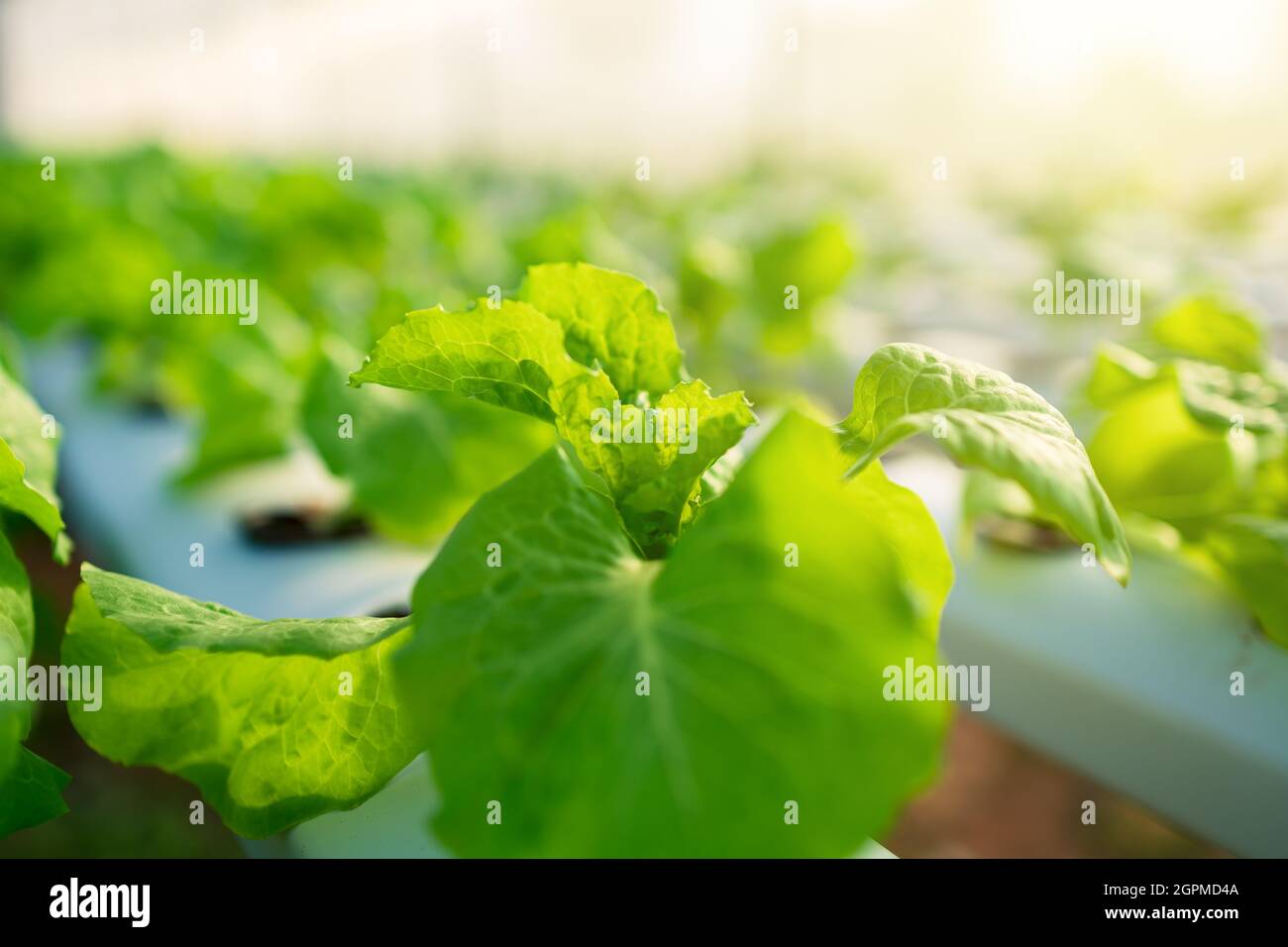 organic hydroponic vegetable garden at greenhouse and light of sunset ...
