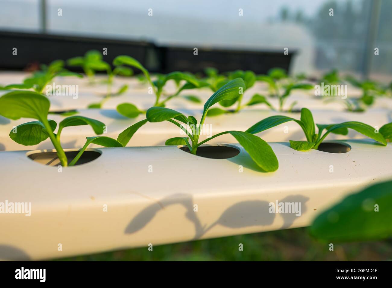 organic hydroponic vegetable garden at greenhouse and light of sunset ...