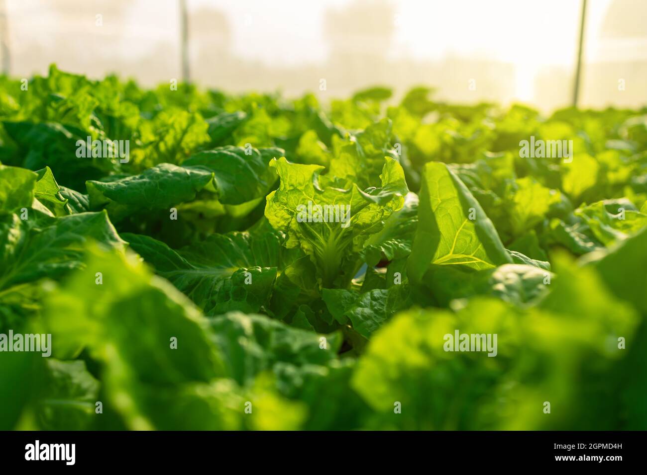 organic hydroponic vegetable garden at greenhouse and light of sunset ...