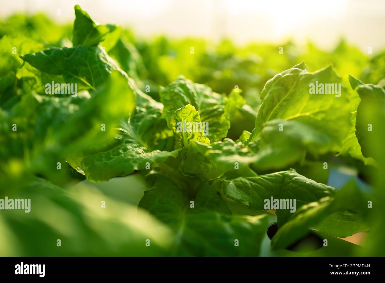 organic hydroponic vegetable garden at greenhouse and light of sunset ...