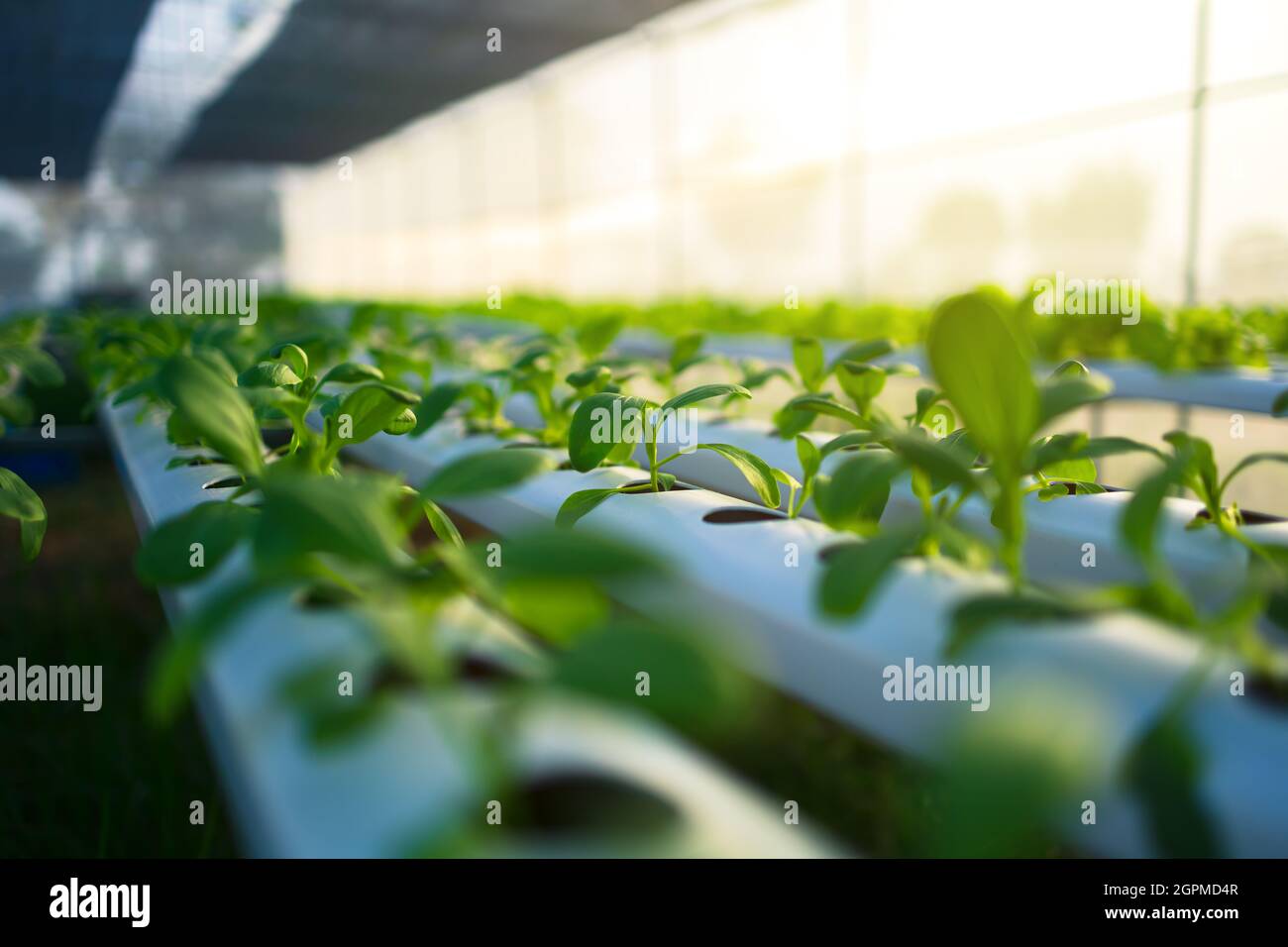organic hydroponic vegetable garden at greenhouse and light of sunset ...