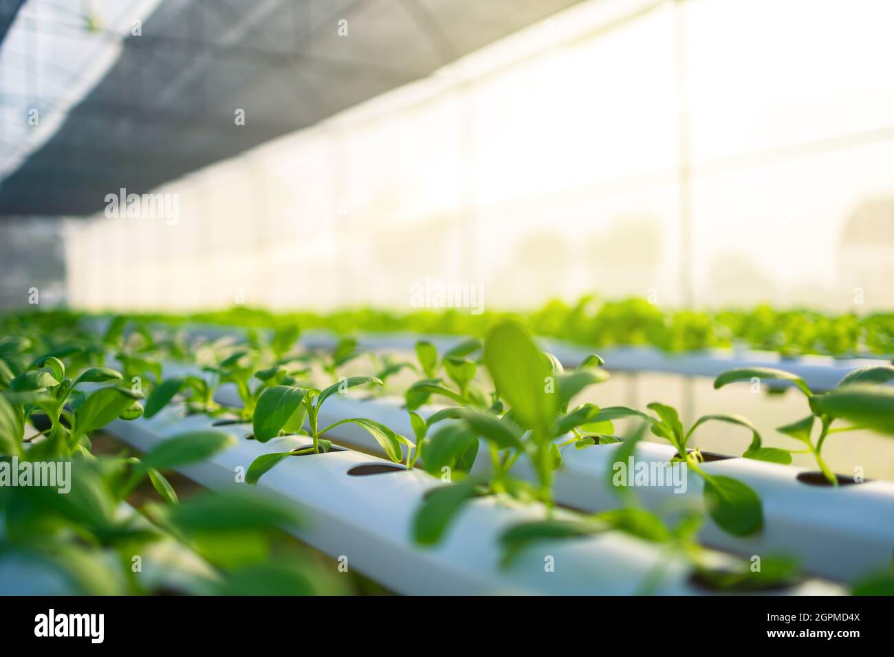 organic hydroponic vegetable garden at greenhouse and light of sunset ...