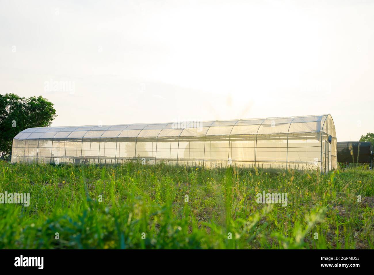 Greenhouse organic hydroponic vegetable and light of sunset Stock Photo ...