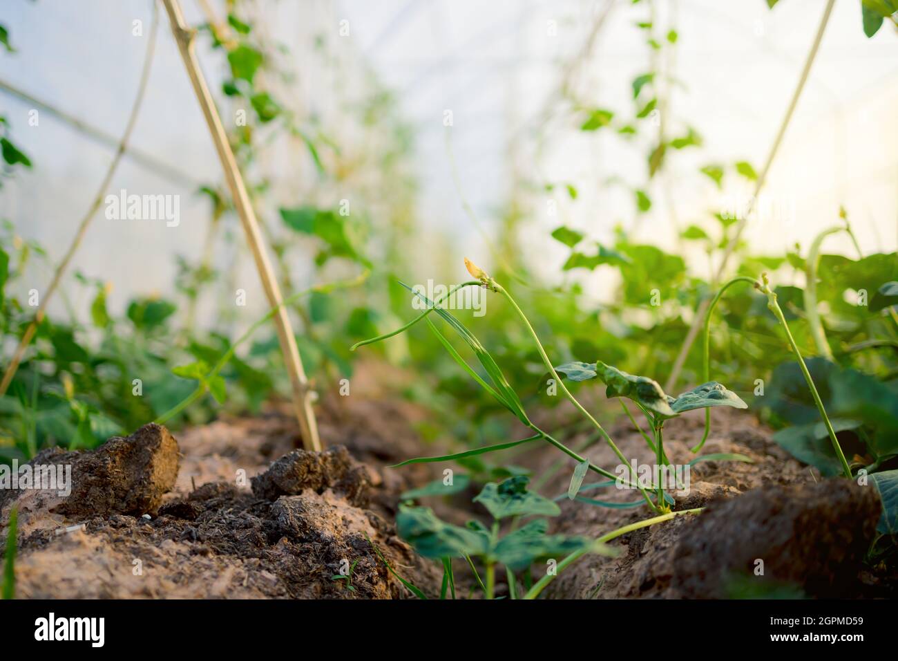 Yard long beans growing hi-res stock photography and images - Alamy