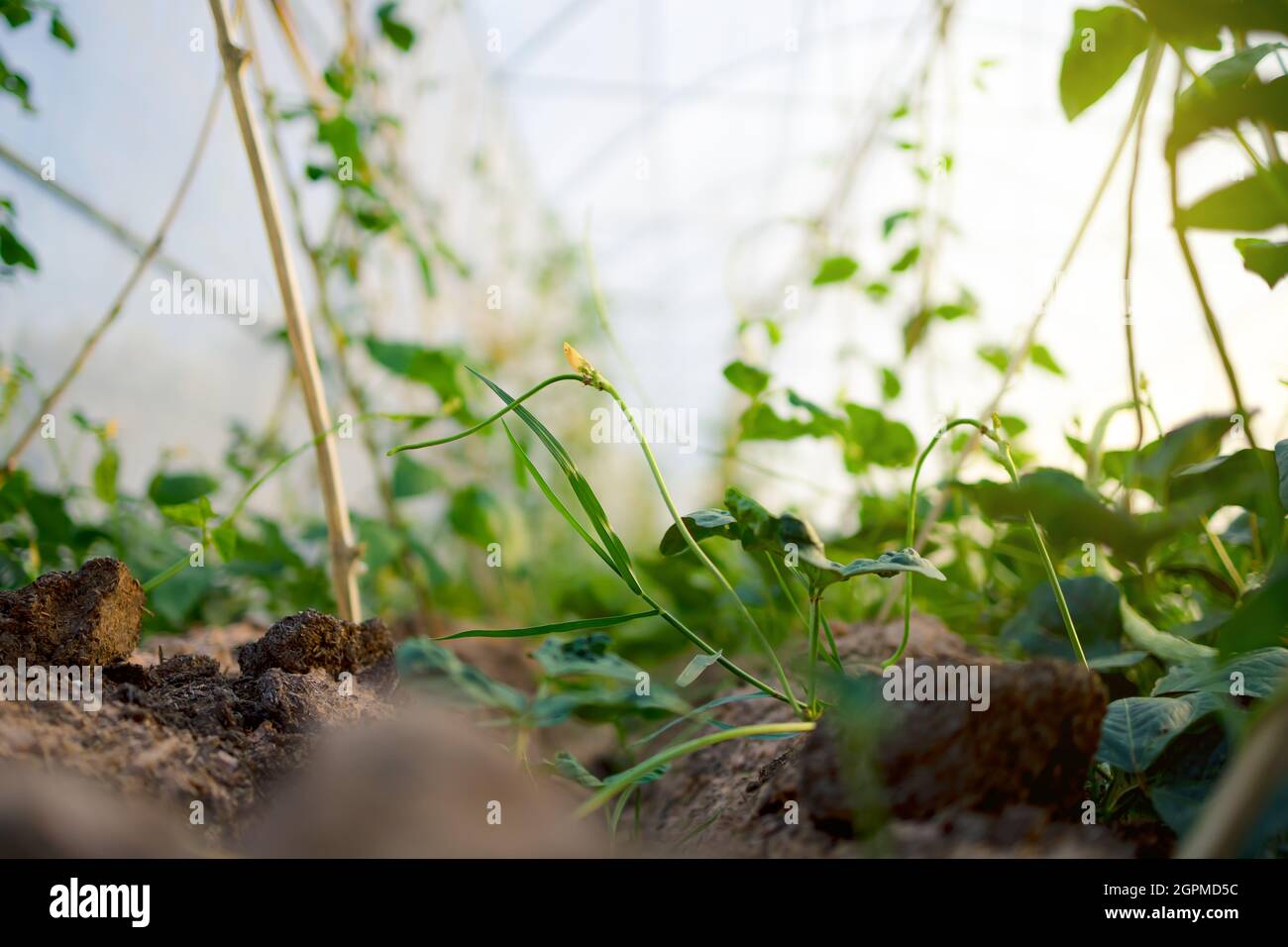 Yard long beans growing hi-res stock photography and images - Alamy