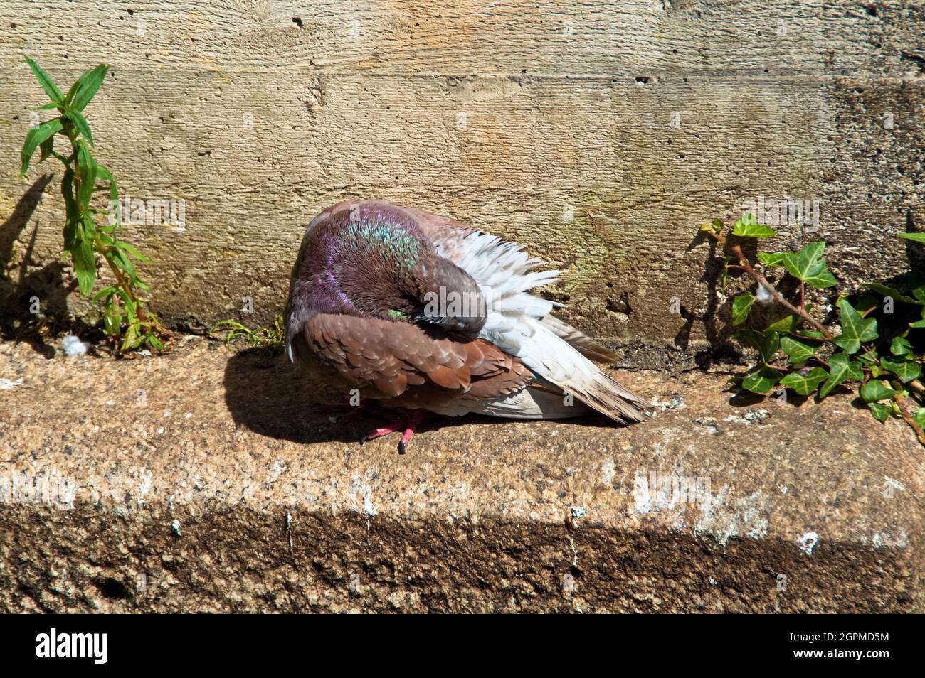 Sleeping pigeon hi-res stock photography and images - Alamy