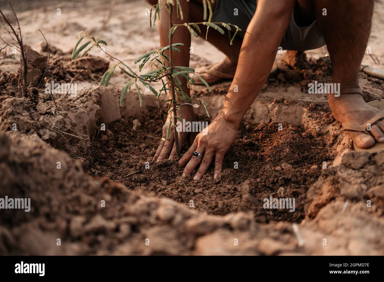 Tamarind Tree High Resolution Stock Photography and Images - Alamy