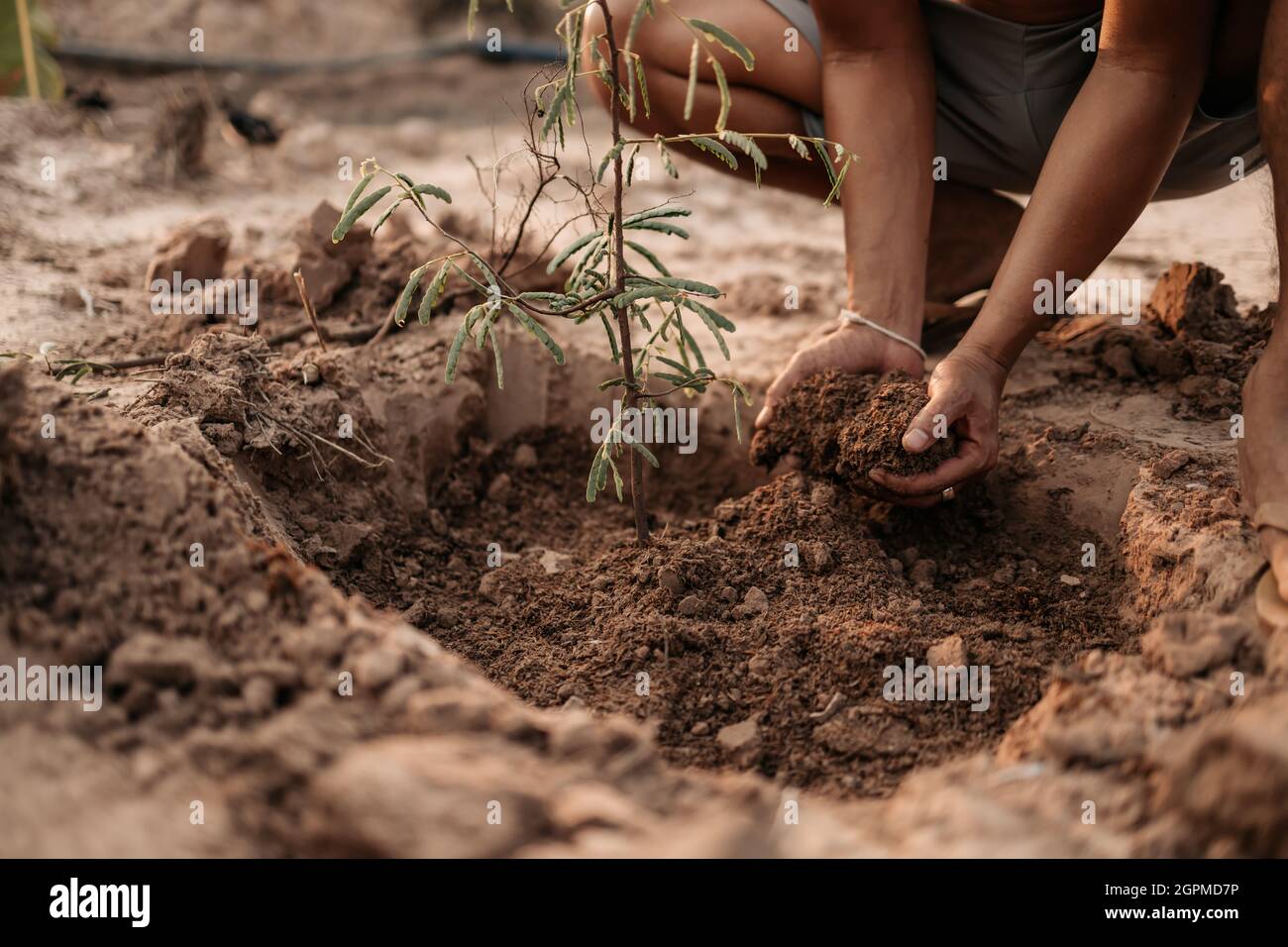 Man plants a small tamarind tree. Farm and argiculture at countryside ...