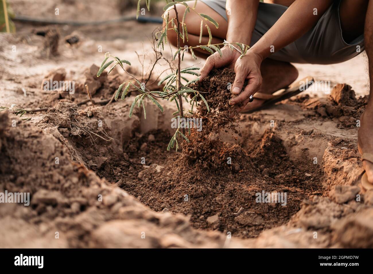 Man plants a small tamarind tree. Farm and argiculture at countryside ...
