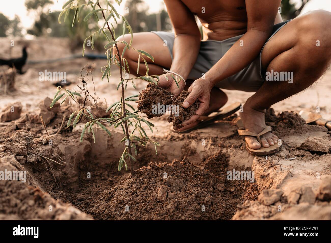 Man plants a small tamarind tree. Farm and argiculture at countryside ...