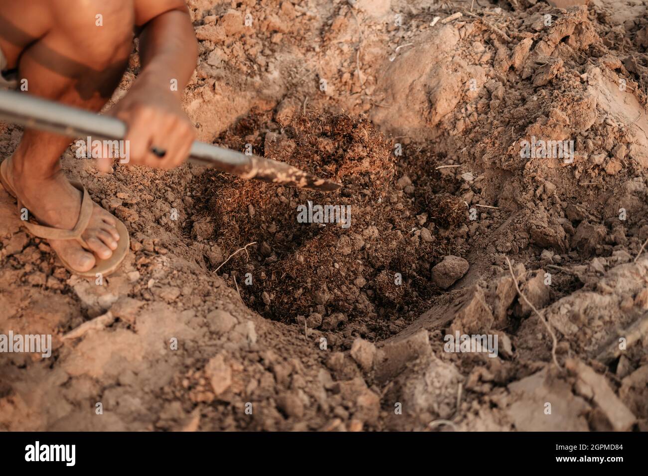 Man plants a small tamarind tree, hands holds shovel digs the ground ...