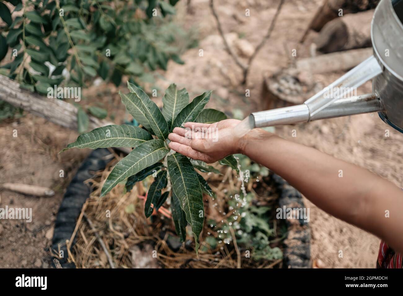 Hands use watering metal can pouring water mango plants. Farm and ...