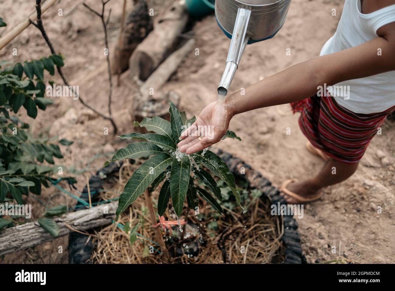 Watering mango tree in farm hi-res stock photography and images - Alamy