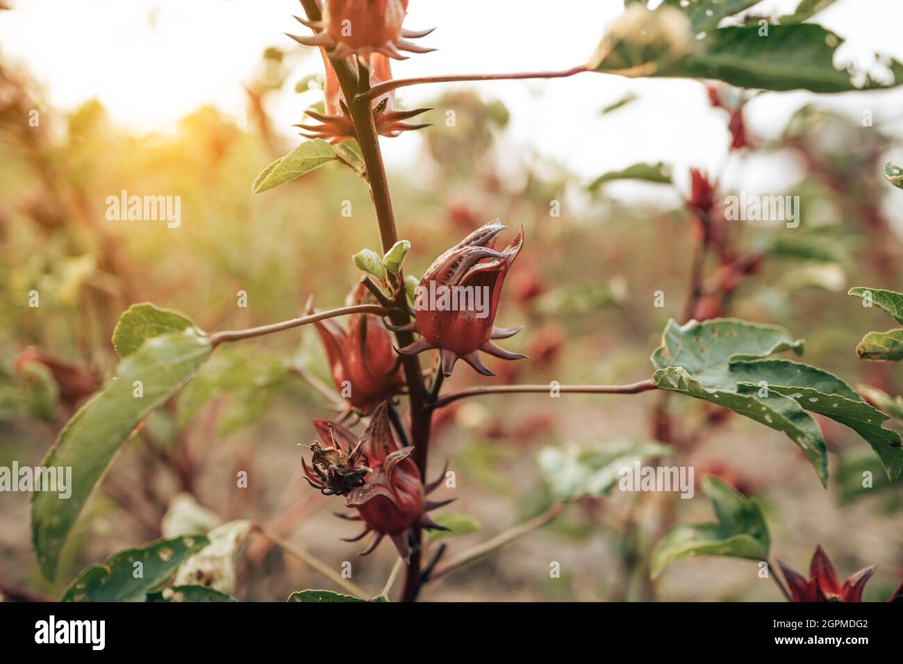 Close-up Roselle fruit on tree in the garden and light of sunset Stock ...