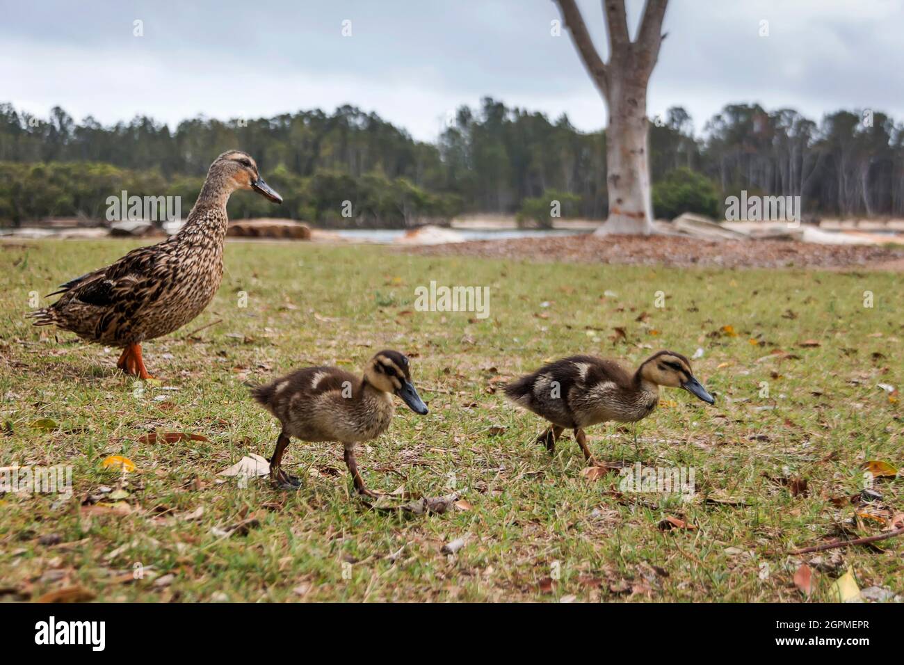 Duck and ducklings walking on grass near a tree Stock Photo - Alamy