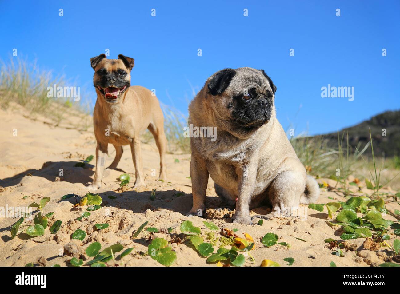 two pug dogs sitting on the sand near plants on the beach Stock Photo ...