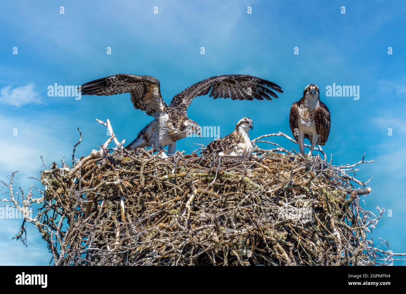 Eagle nest wildlife sanctuary hi-res stock photography and images - Alamy