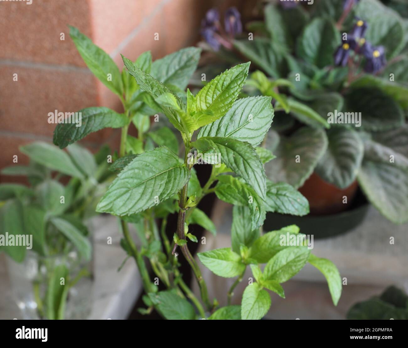 green peppermint (scientific name Mentha piperita) plant Stock Photo ...