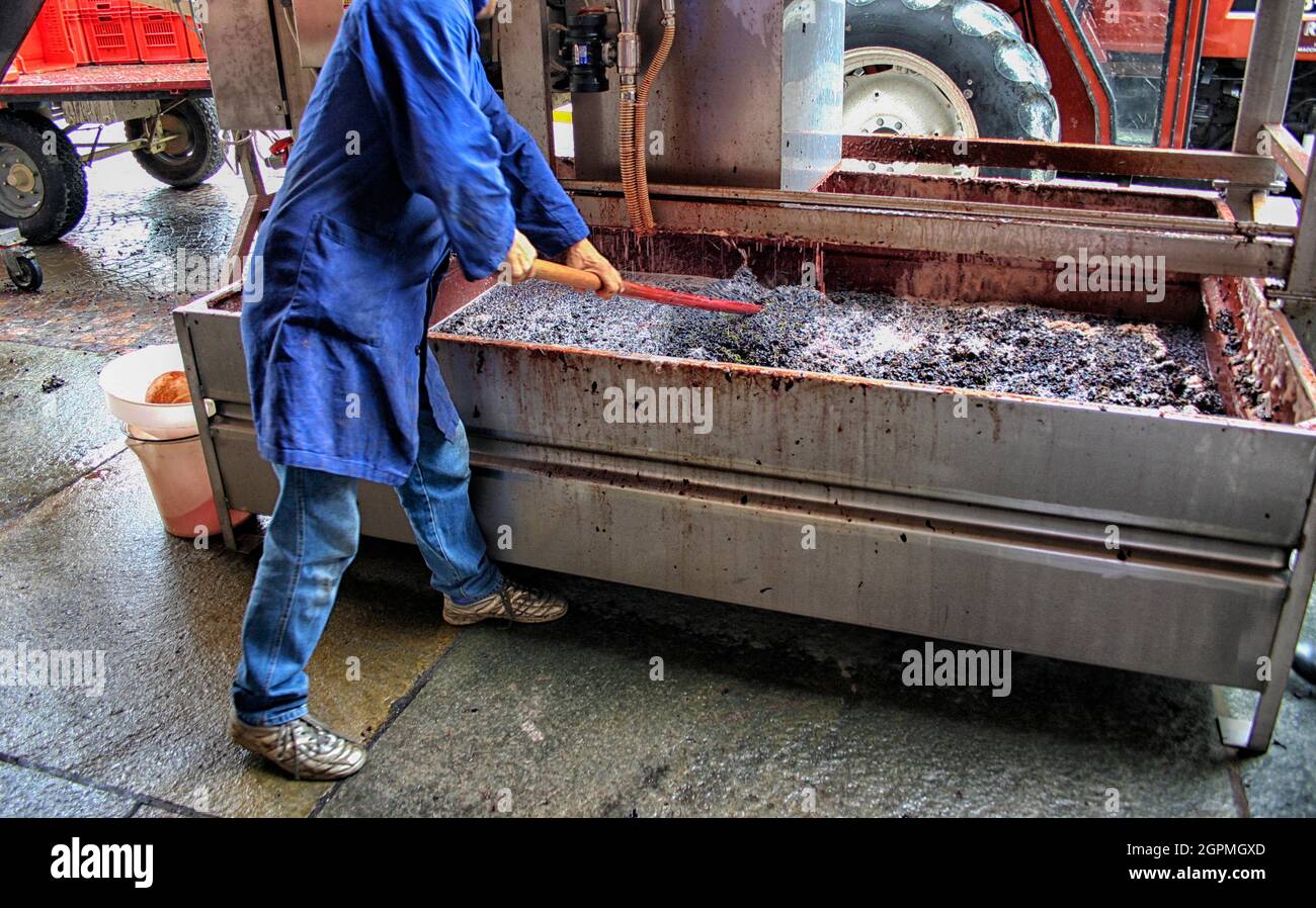 Raked stem hi-res stock photography and images - Alamy