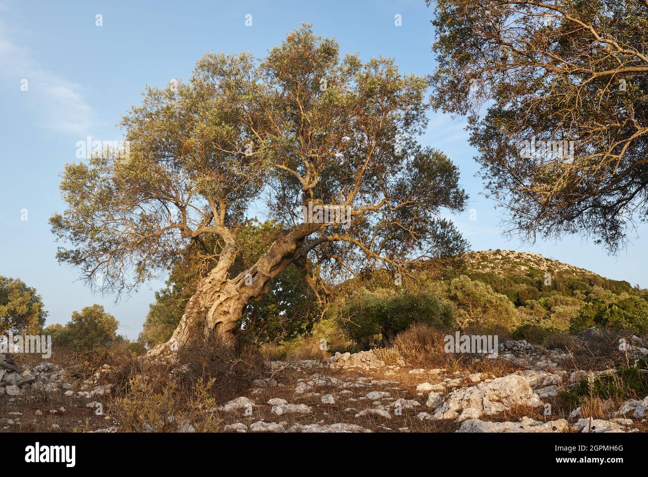 Old olive trees growing on Zakynthos island, Greece Stock Photo - Alamy
