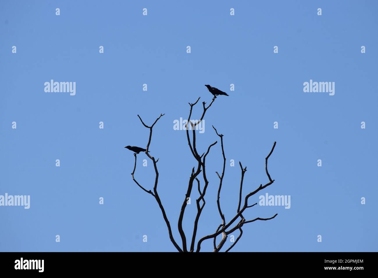 Isolated birds on the dead branch of a tree in blue sky background ...