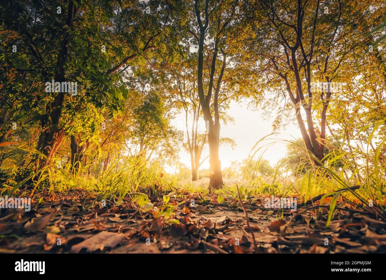 Sunset behind the tree in the forest. Nature and background concept ...
