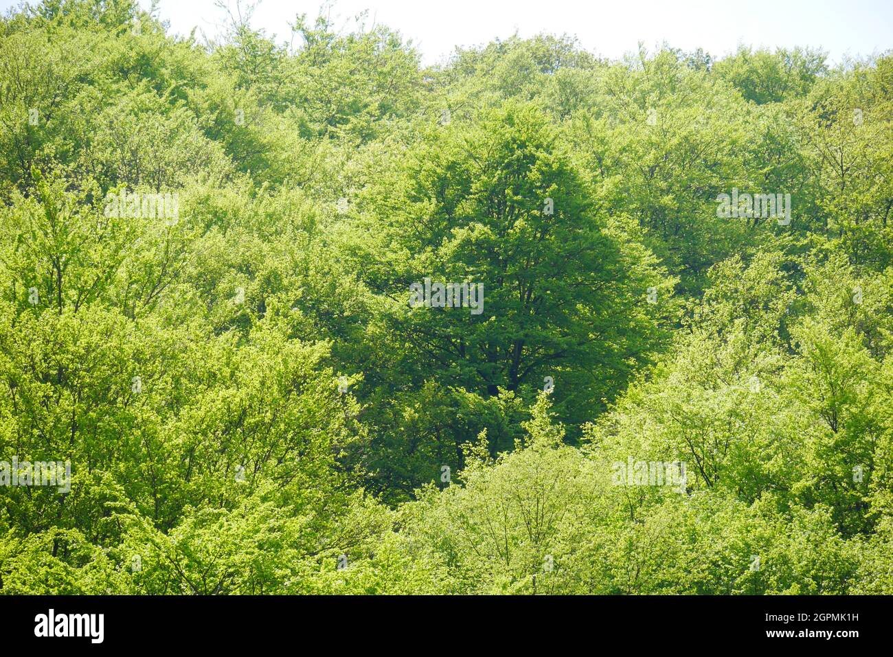 view into the treetops of a green spring forest with deciduous trees ...