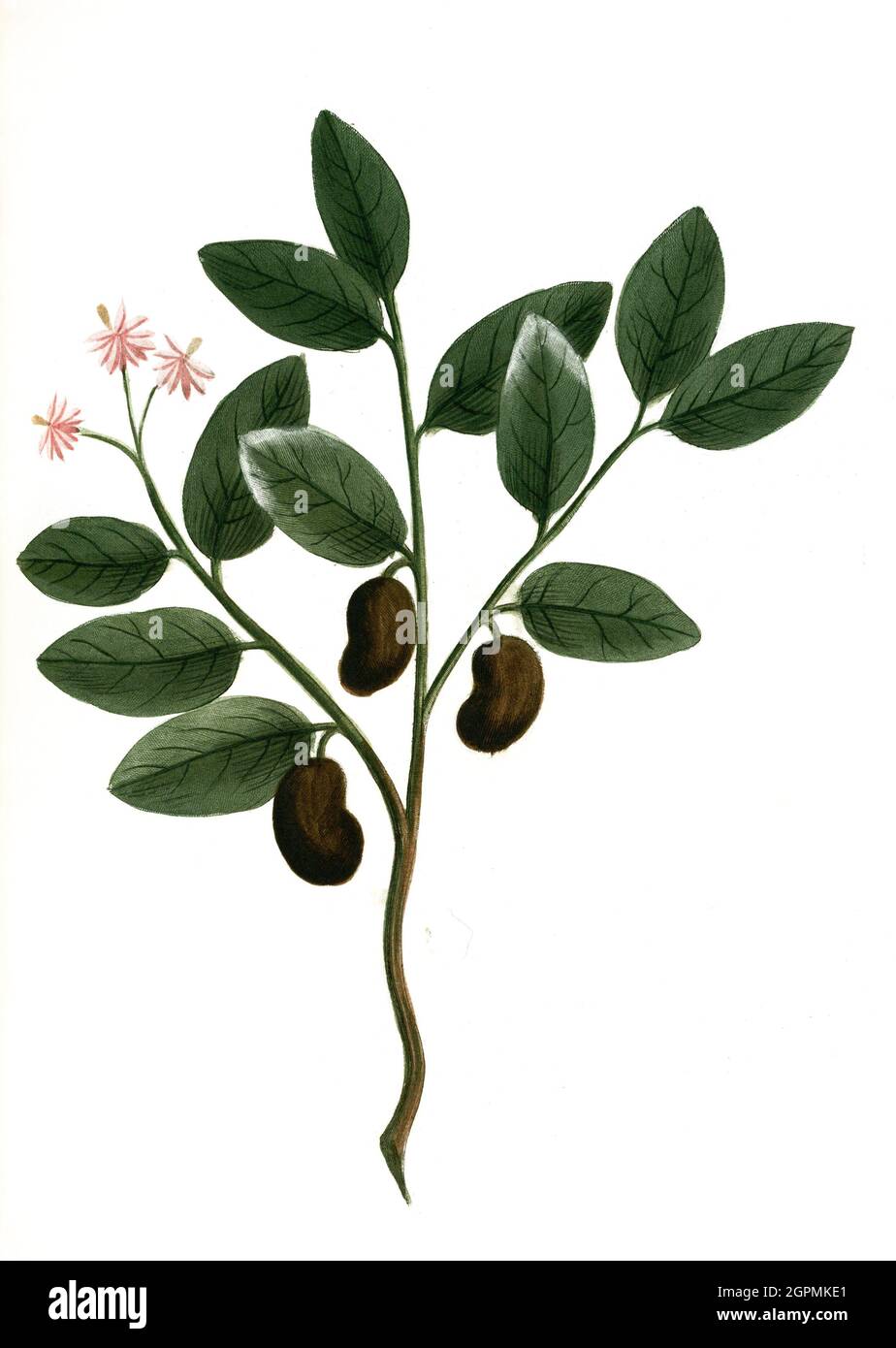 Cashewbaum, Anacardium occidentale, auch Kaschubaum, Acajoubaum oder ...