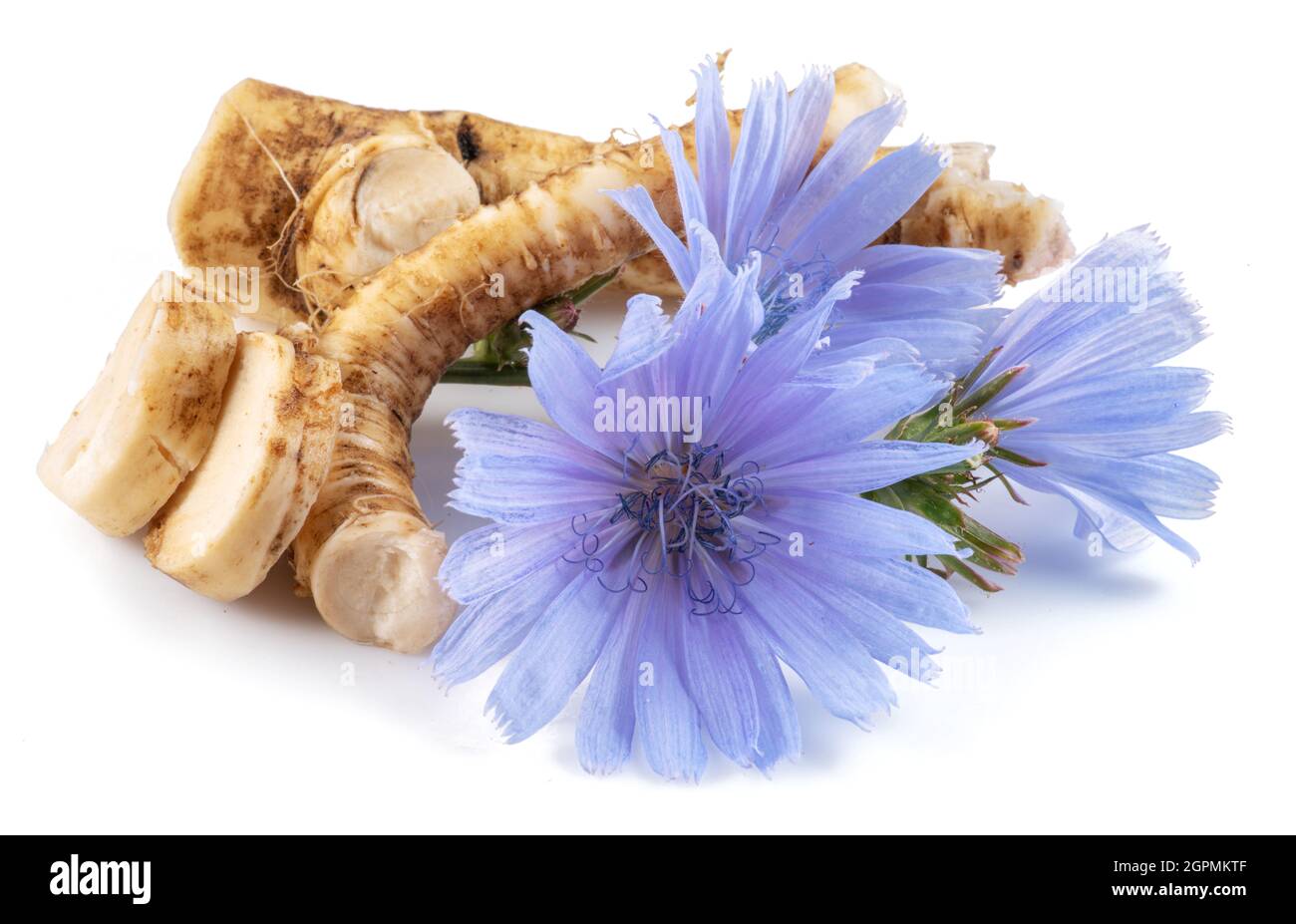 Chicory flowers and roots close up on the white background Stock Photo ...