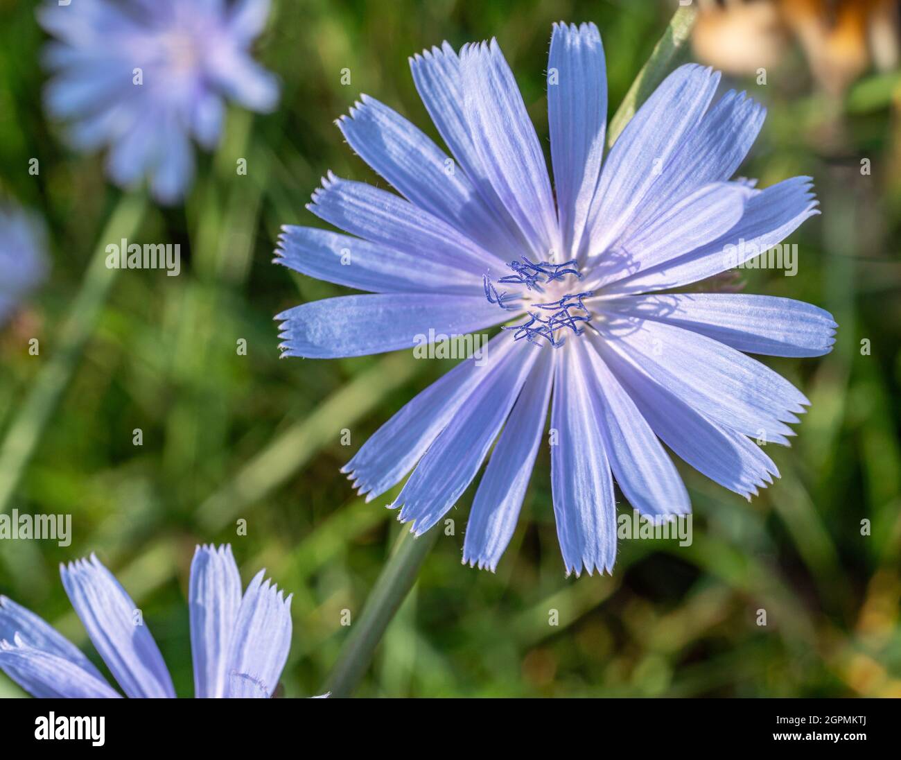 Chicory plant in blossom. Beautiful blue flowers close up. Nature ...