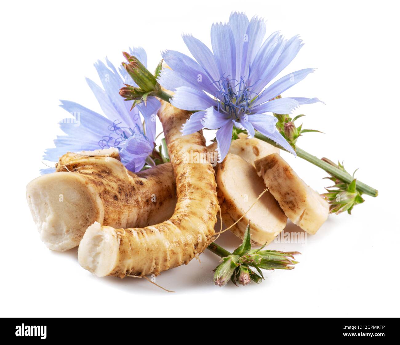 Chicory flowers and roots close up on the white background Stock Photo ...