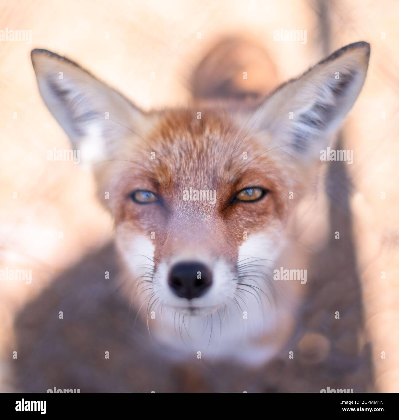 Red fox face close up. Blurred autumn nature at the background Stock ...