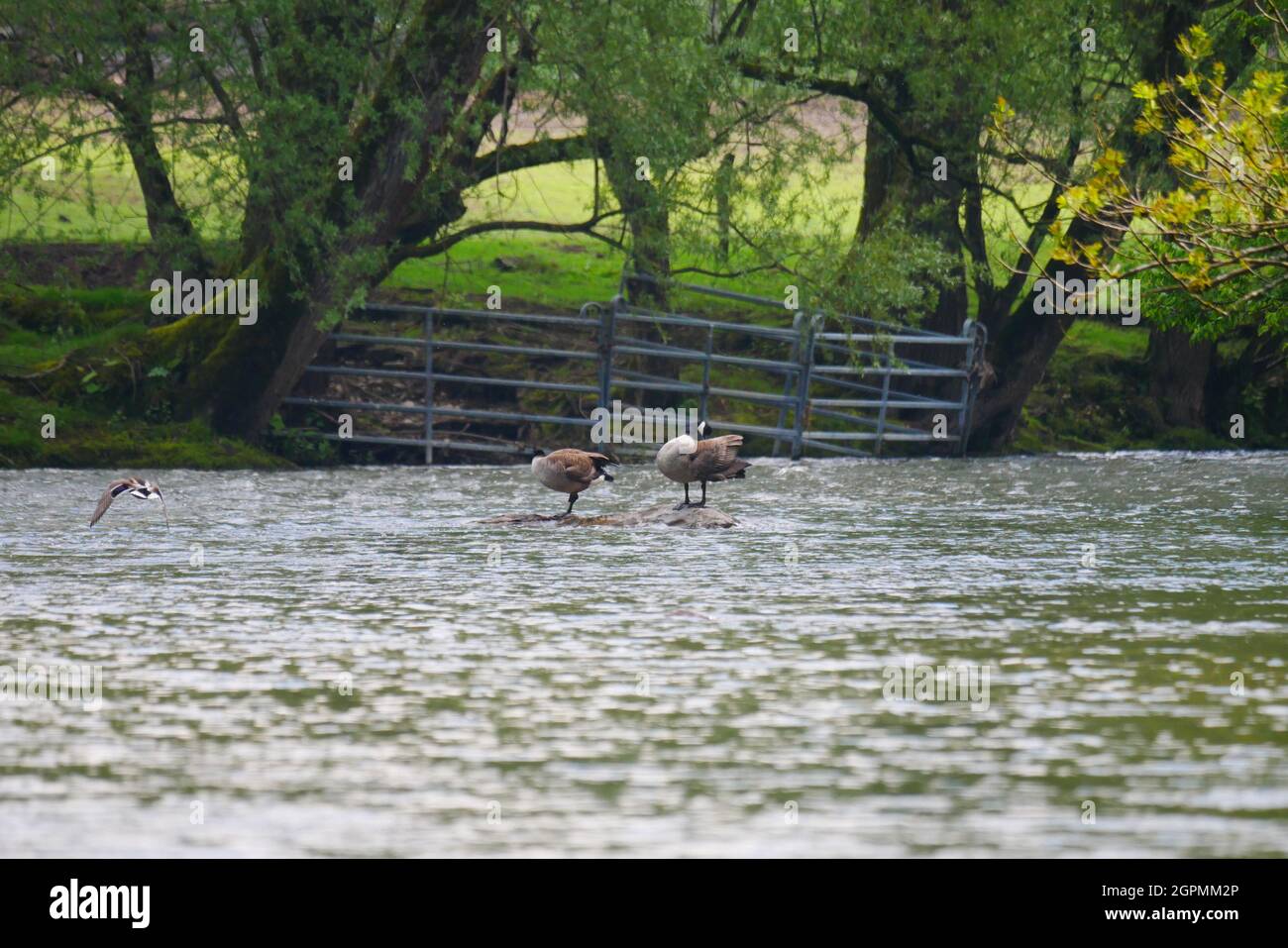 two canada geese stand on a large stone in the river and clean their ...