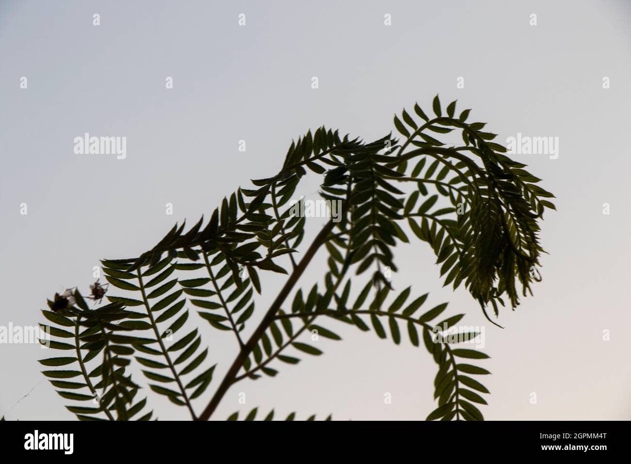 Plant shadow on the sunset colorful sky, background and texture Stock ...