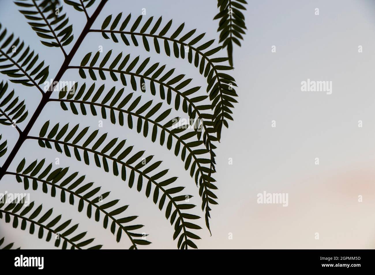 Plant shadow on the sunset colorful sky, background and texture Stock ...