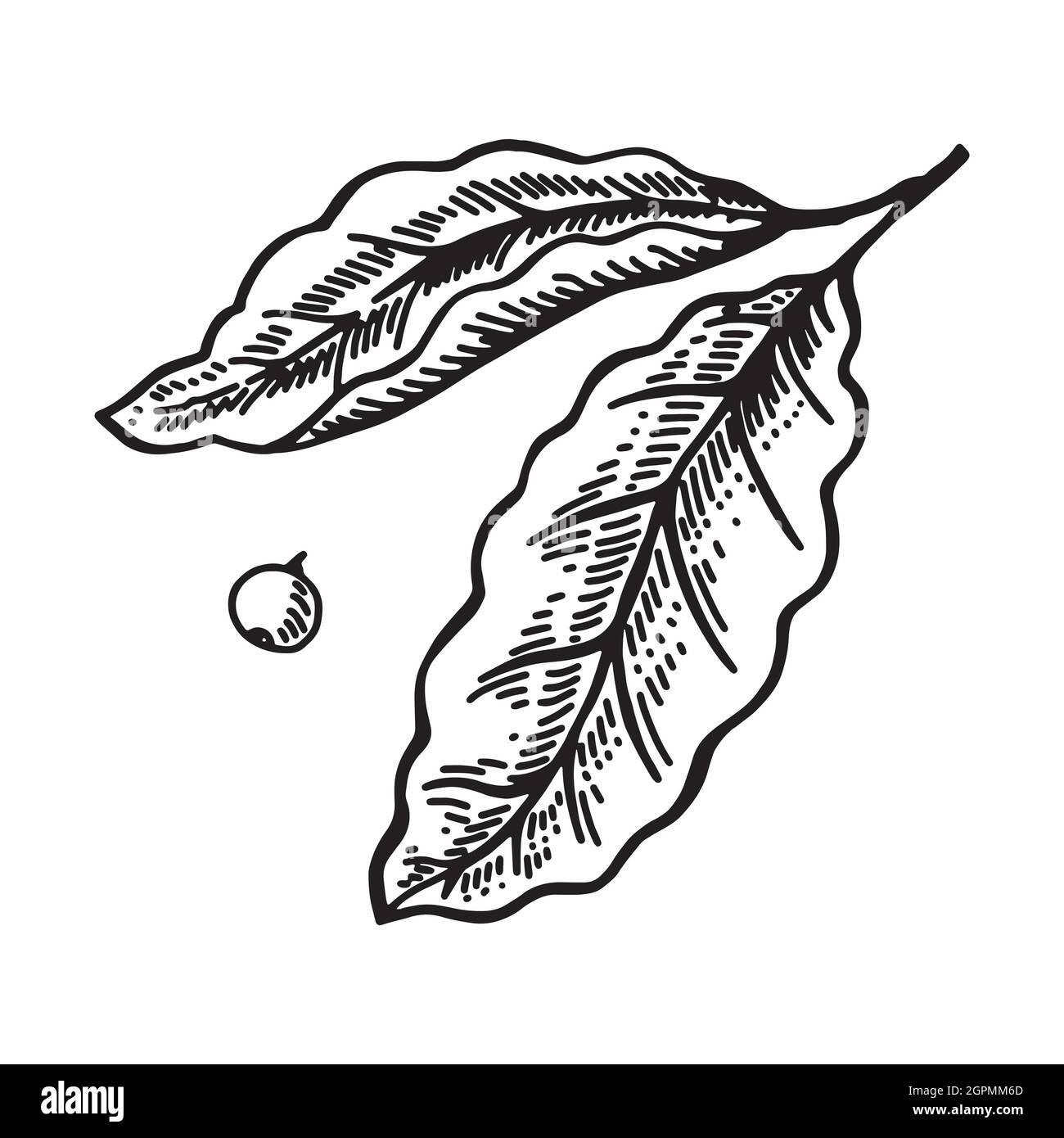 Ink yerba mate herbal illustration. Hand drawn botanical sketch style ...