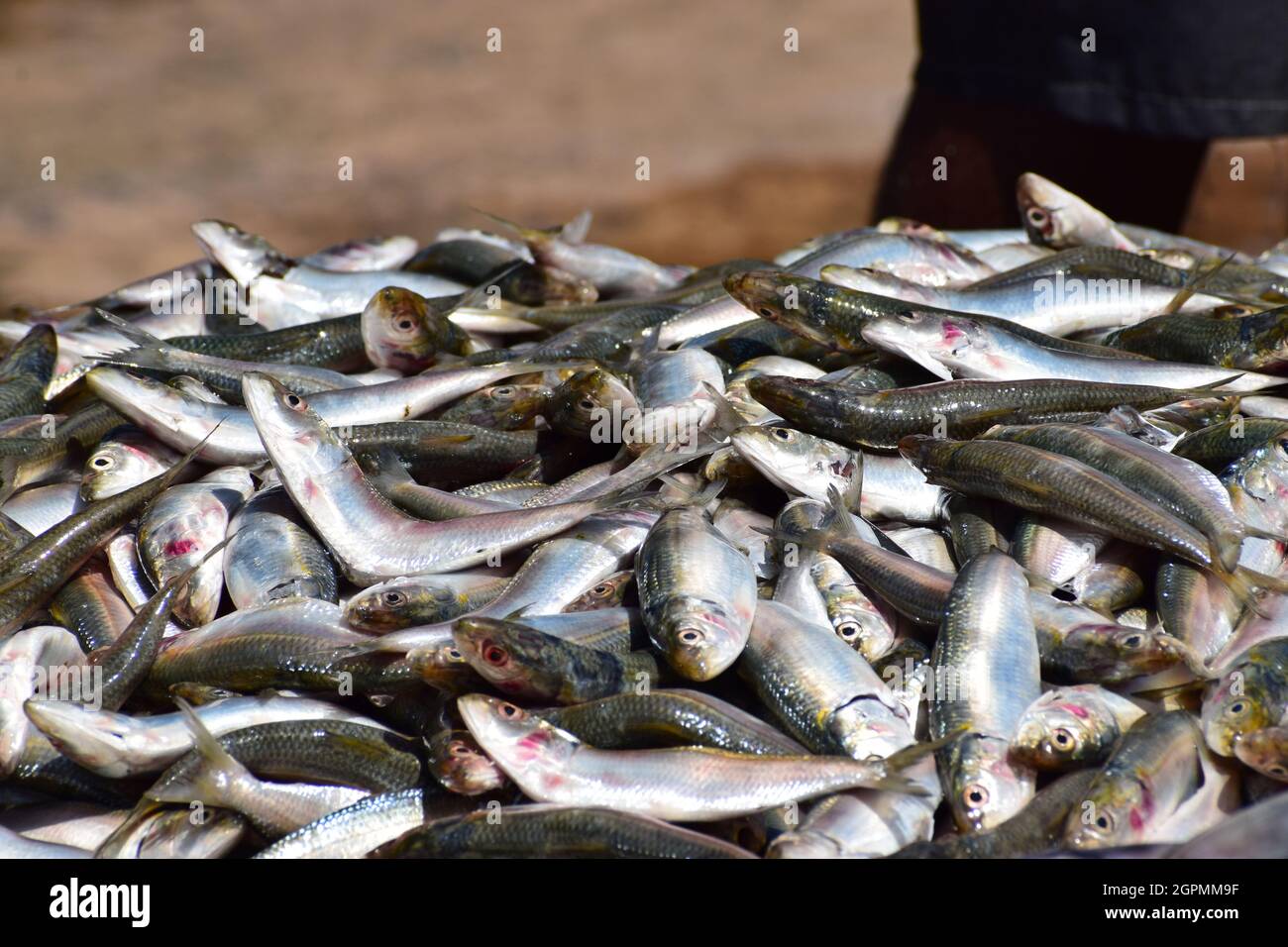 Fresh raw seafood Stock Photo - Alamy