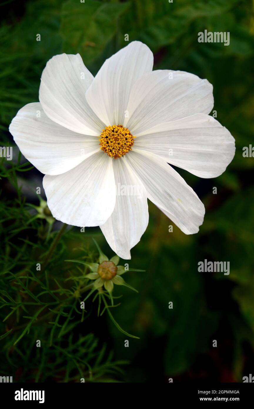 Single Cosmos Bipinnatus 'Sonata White' Flower grown in the Borders at ...