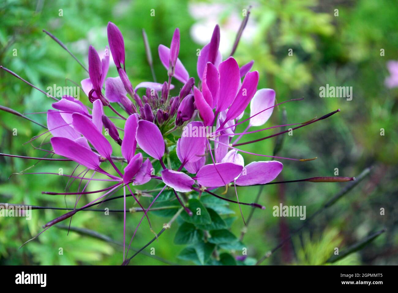 Purple Cleome hassleriana 'Violet Queen' (Spider Flower) grown in the ...