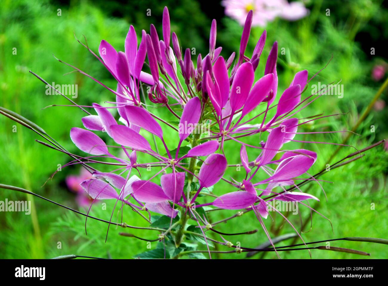 Purple Cleome hassleriana 'Violet Queen' (Spider Flower) grown in the ...