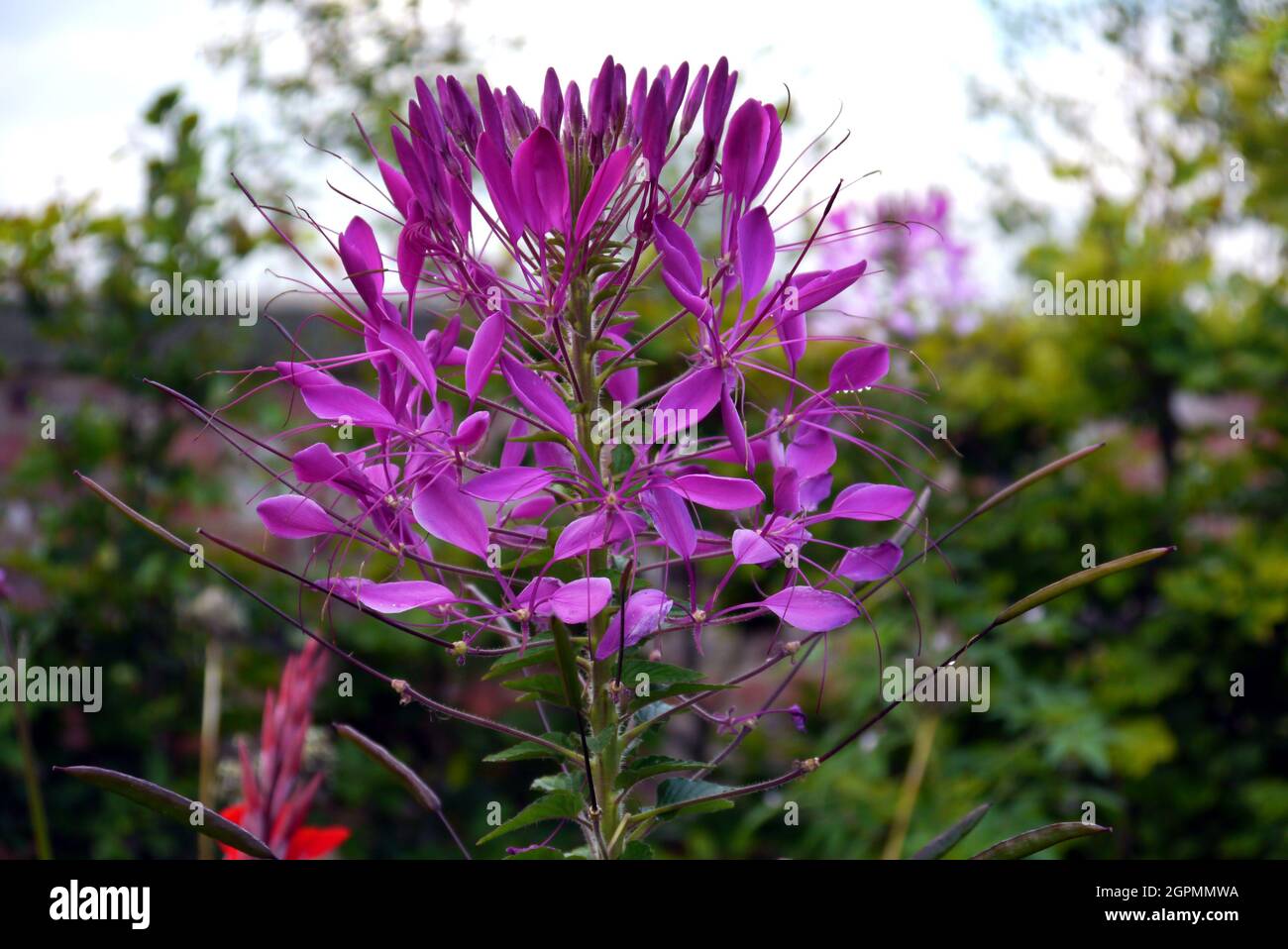 Purple Cleome hassleriana 'Violet Queen' (Spider Flower) grown in the ...