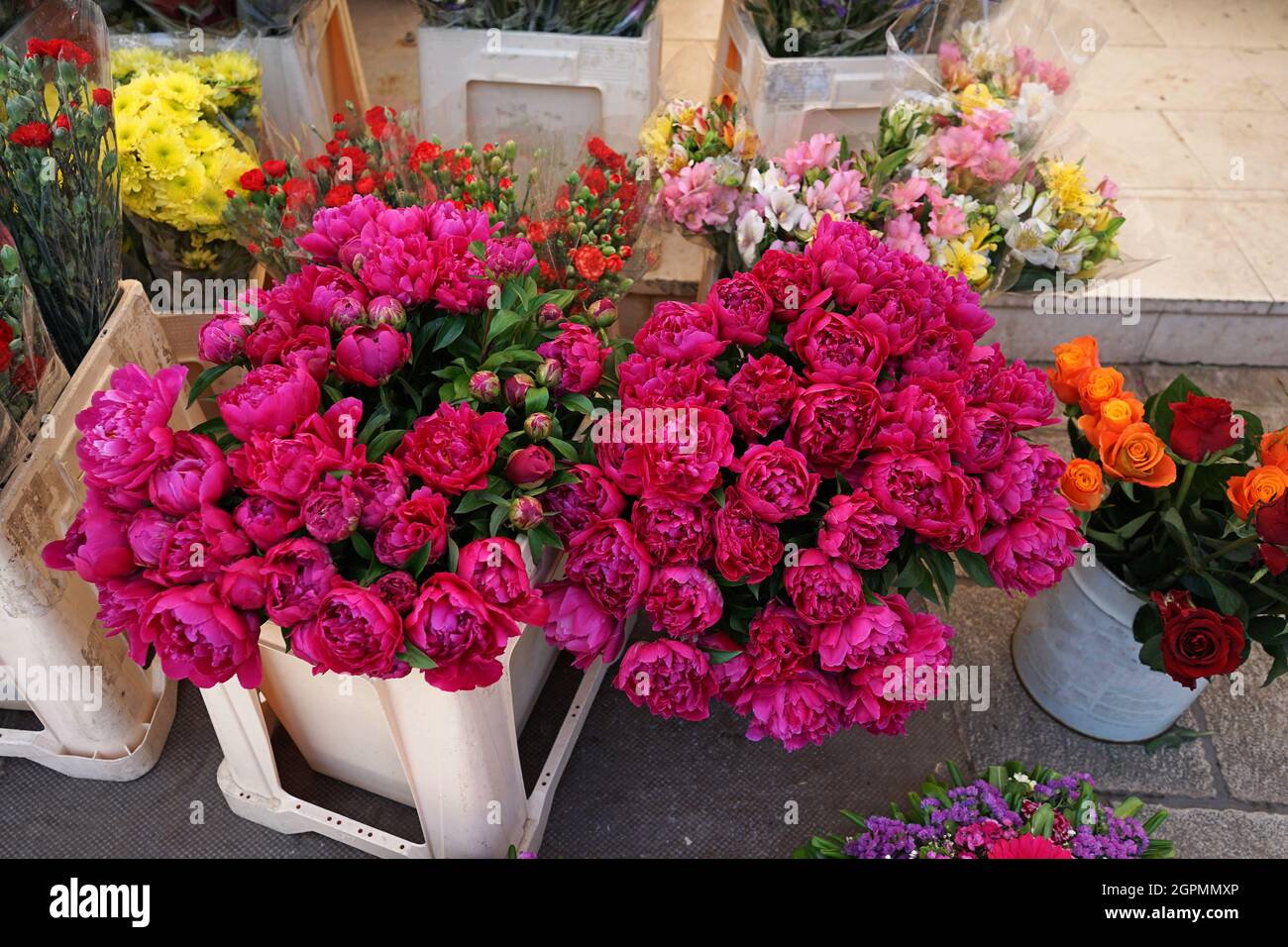 Cabbage rose hi-res stock photography and images - Alamy