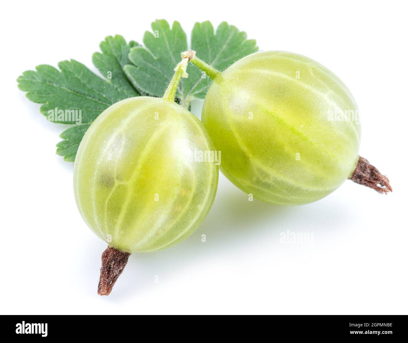 Two green ripe gooseberries with leves on white background. Close-up ...