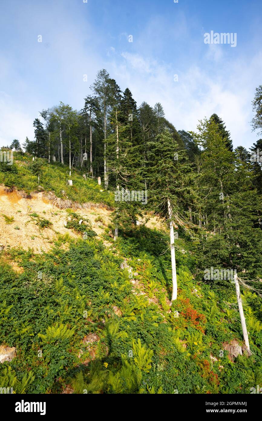 Panoramic view of a glade in summer forest Stock Photo - Alamy