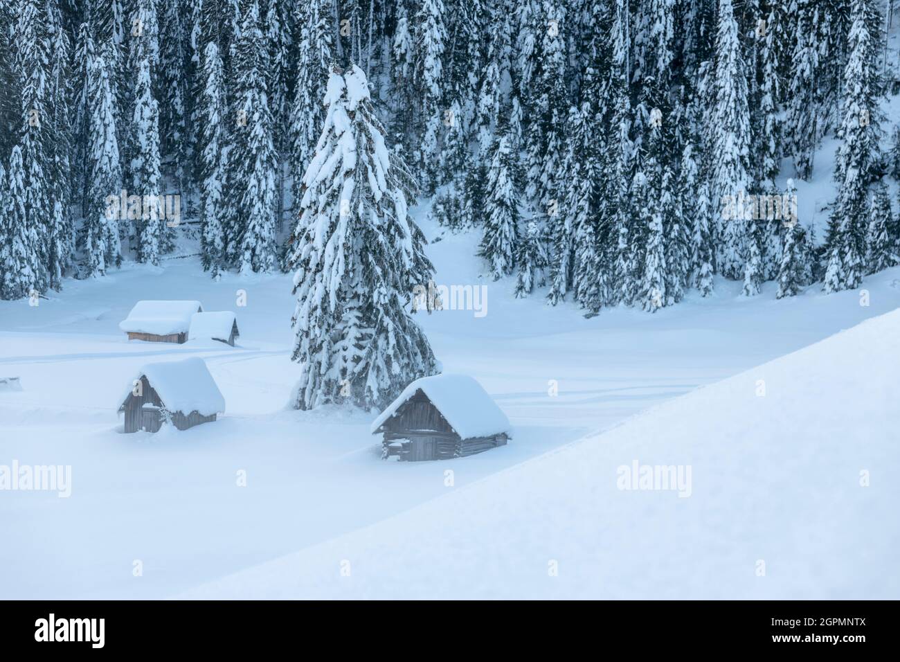 After the snowfall. Dusk on the Sappada plain. Magic of winter Stock ...