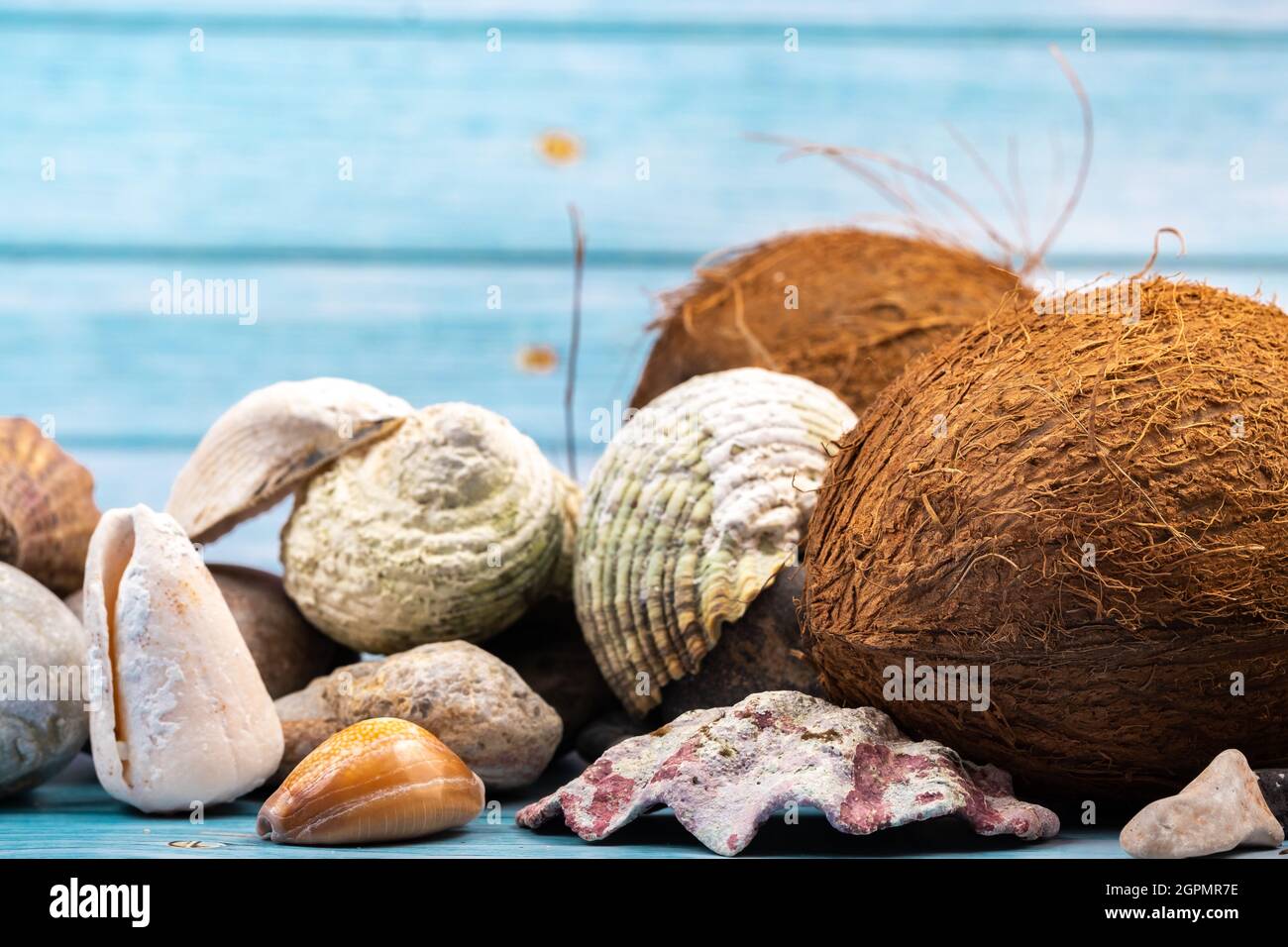 coconuts, rocks and shells on a blue wooden background.Marine theme ...